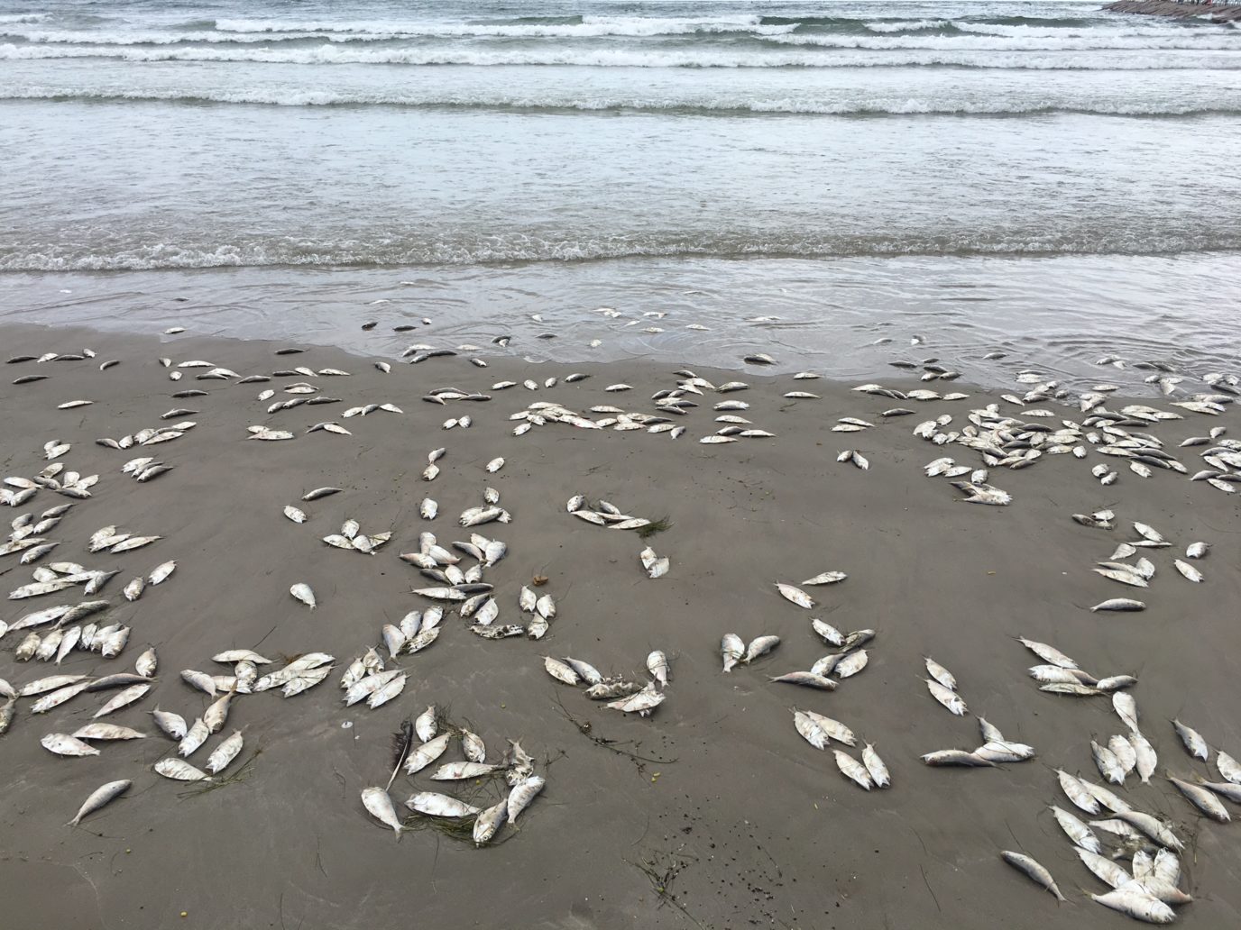 Parks and Wildlife investigating dead fish washing up on area beaches