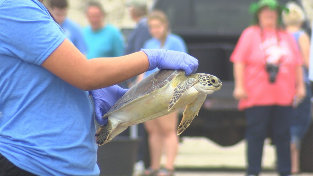 Multiple species of sea turtles were released back into the gulf after ...